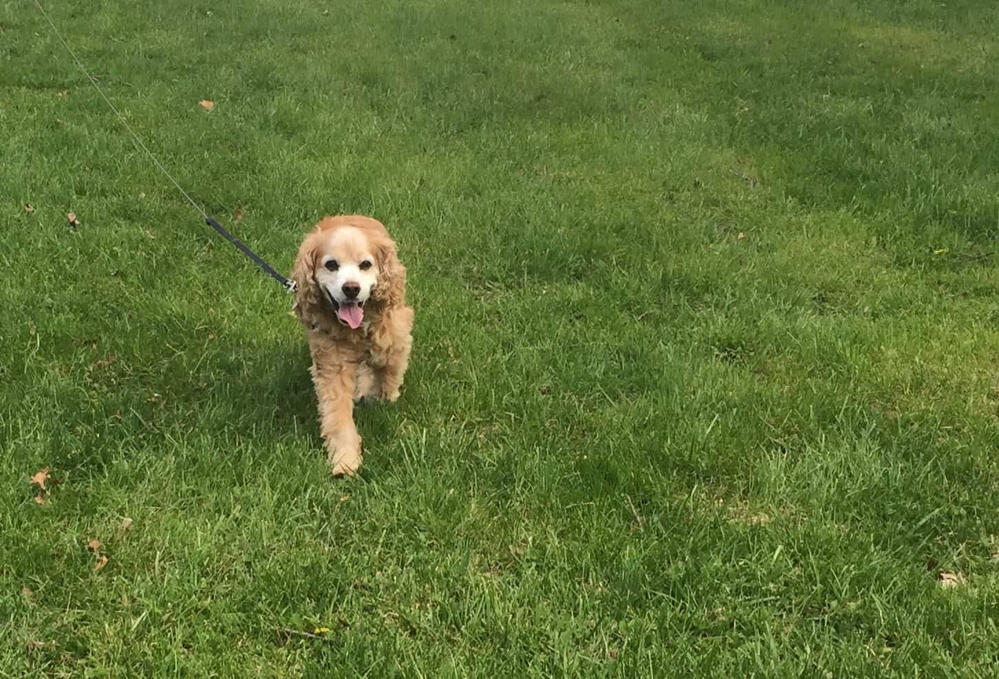Helping Senior Dogs Rock the Road - Road Trip Tails