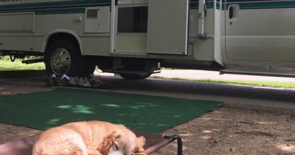 Helping Senior Dogs Rock the Road - Road Trip Tails