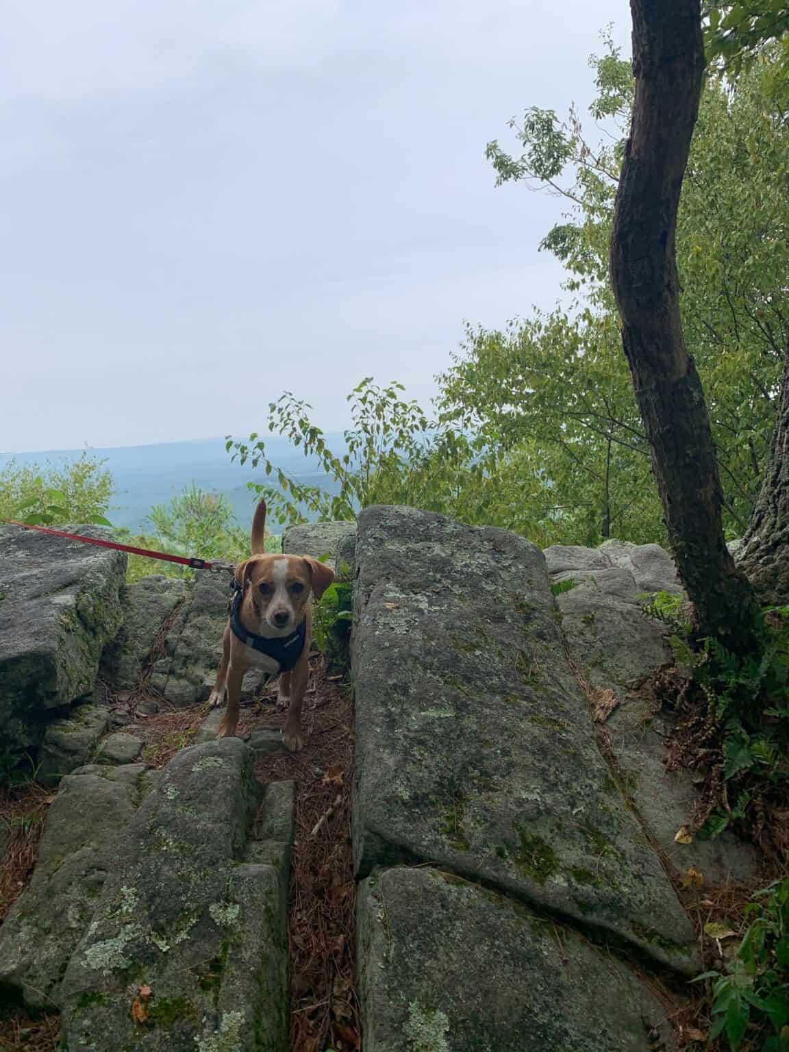 Trip Report: Cowans Gap State Park in Pennsylvania - Road Trip Tails