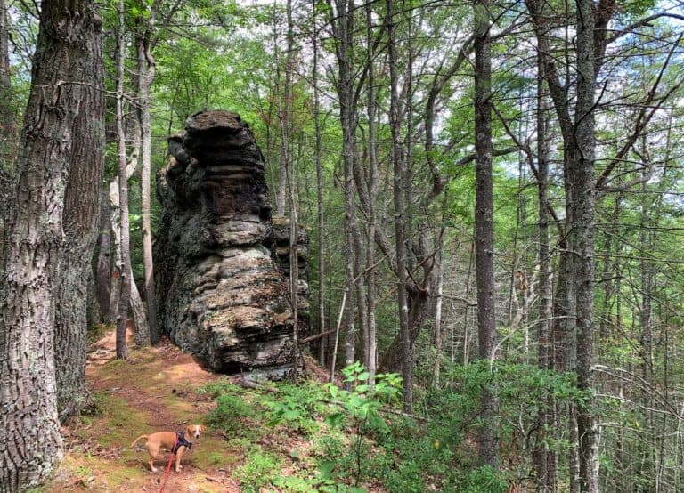 Trip Report: Little Pine State Park in Pennsylvania - Road Trip Tails
