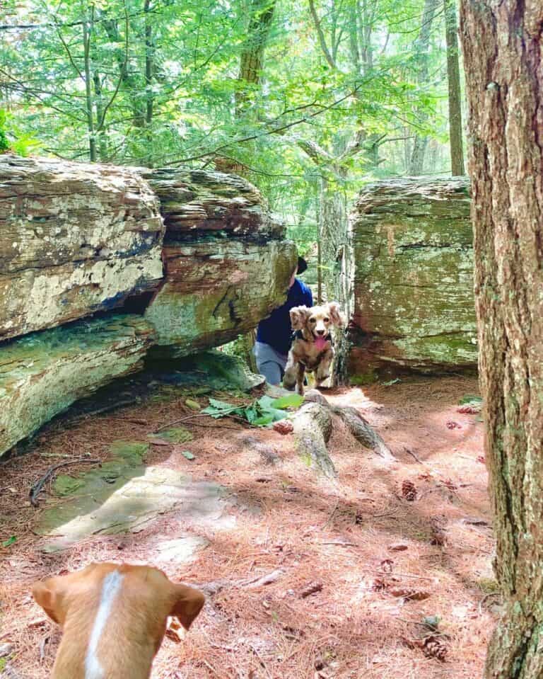 Trip Report: Little Pine State Park in Pennsylvania - Road Trip Tails