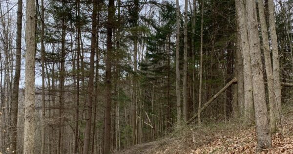 Trip Report: Ryerson Station State Park in Pennsylvania - Road Trip Tails