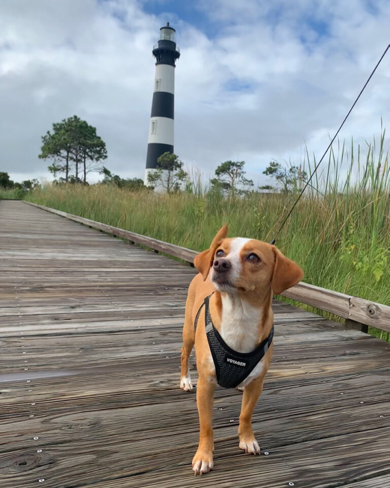 FLASH REVIEW! Voyager Dog Harness - Road Trip Tails