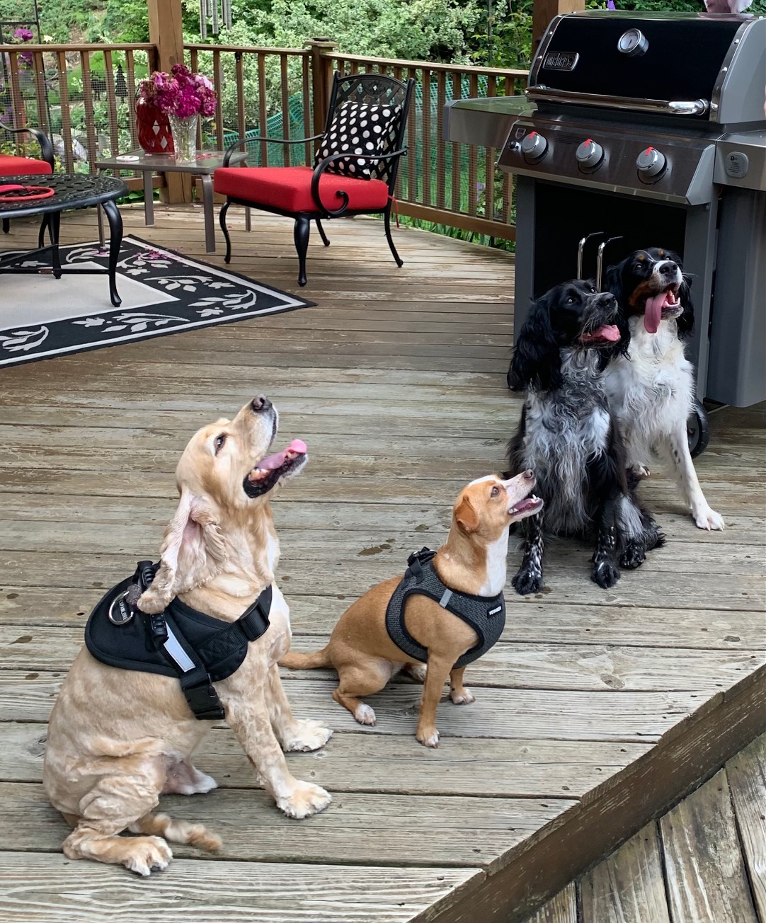 FLASH REVIEW! Voyager Dog Harness - Road Trip Tails