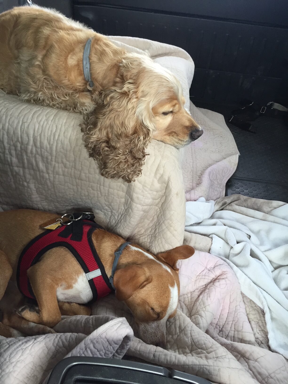 FLASH REVIEW! Voyager Dog Harness - Road Trip Tails